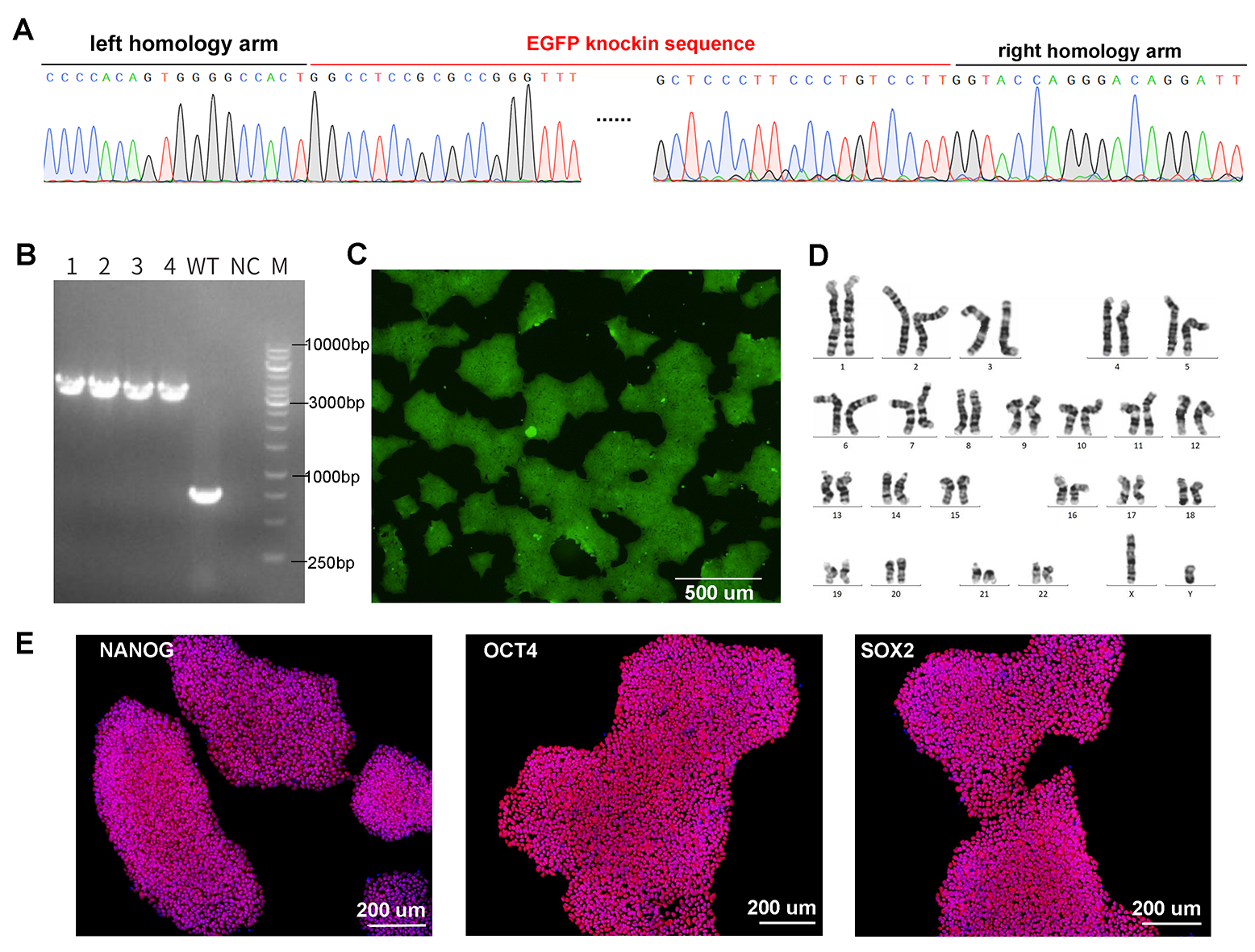 CRISPR Knockin Stable Cell Line | VectorBuilder